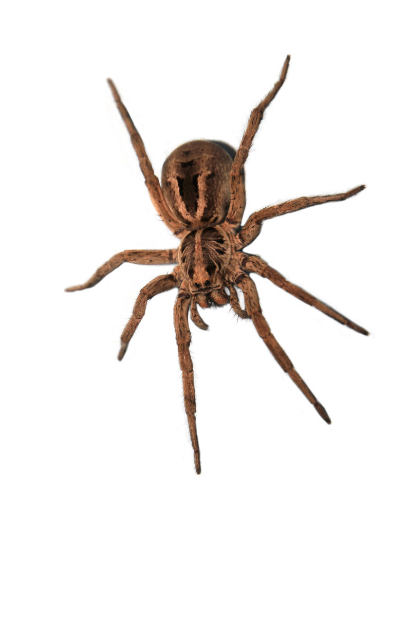 What Should I Do About Spiders in My House This Fall? - A Plus Pest Control