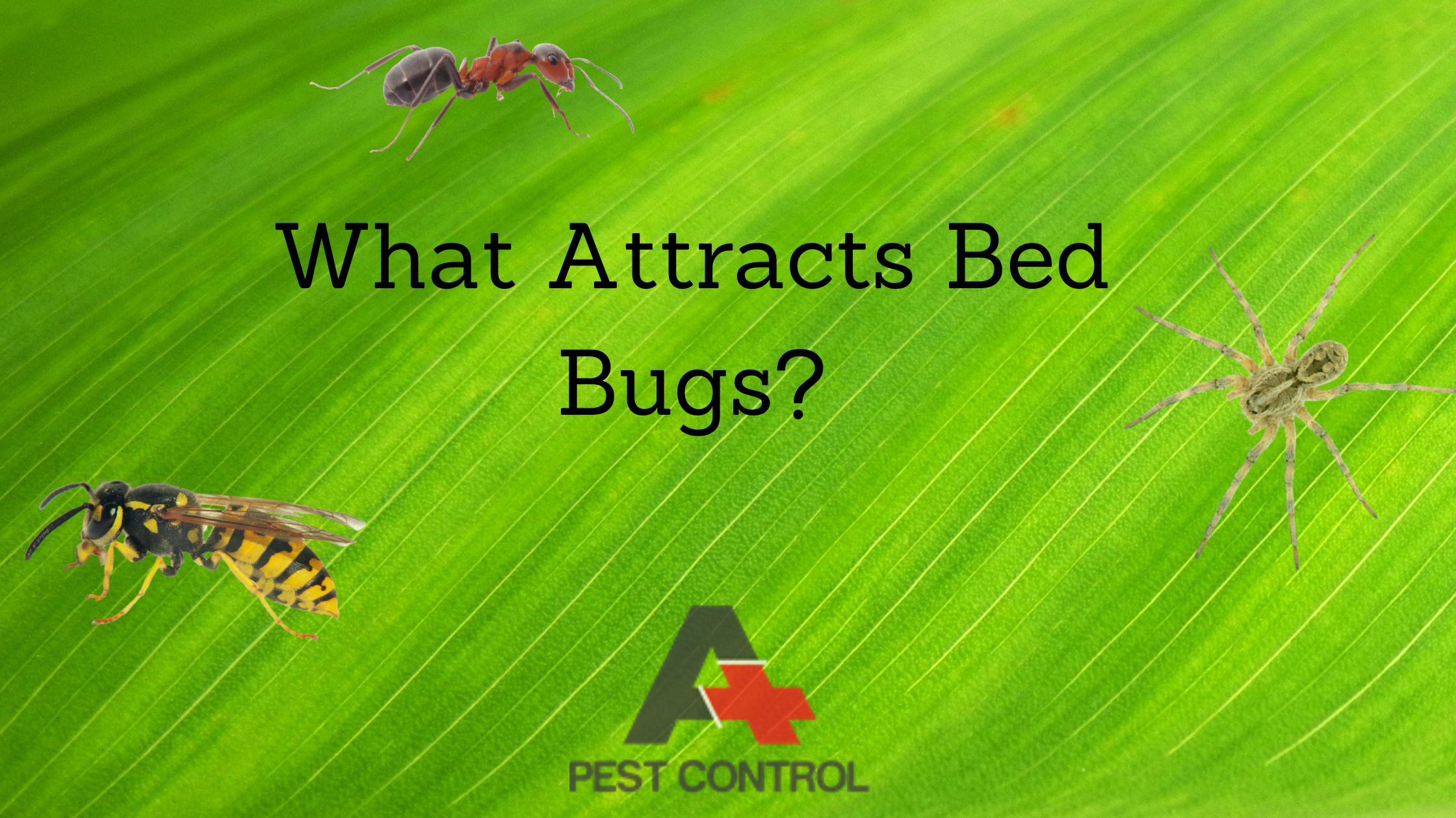 What Is Smaller Than A Bed Bug At Cristina Lee Blog What Is Smaller Than A Bed Bug At Cristina Lee Blog